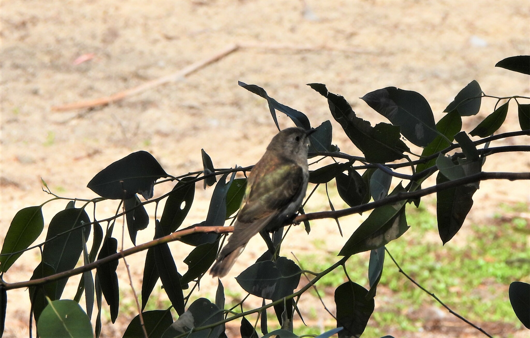Chrysococcyx basalis (Horsfield, 1821)