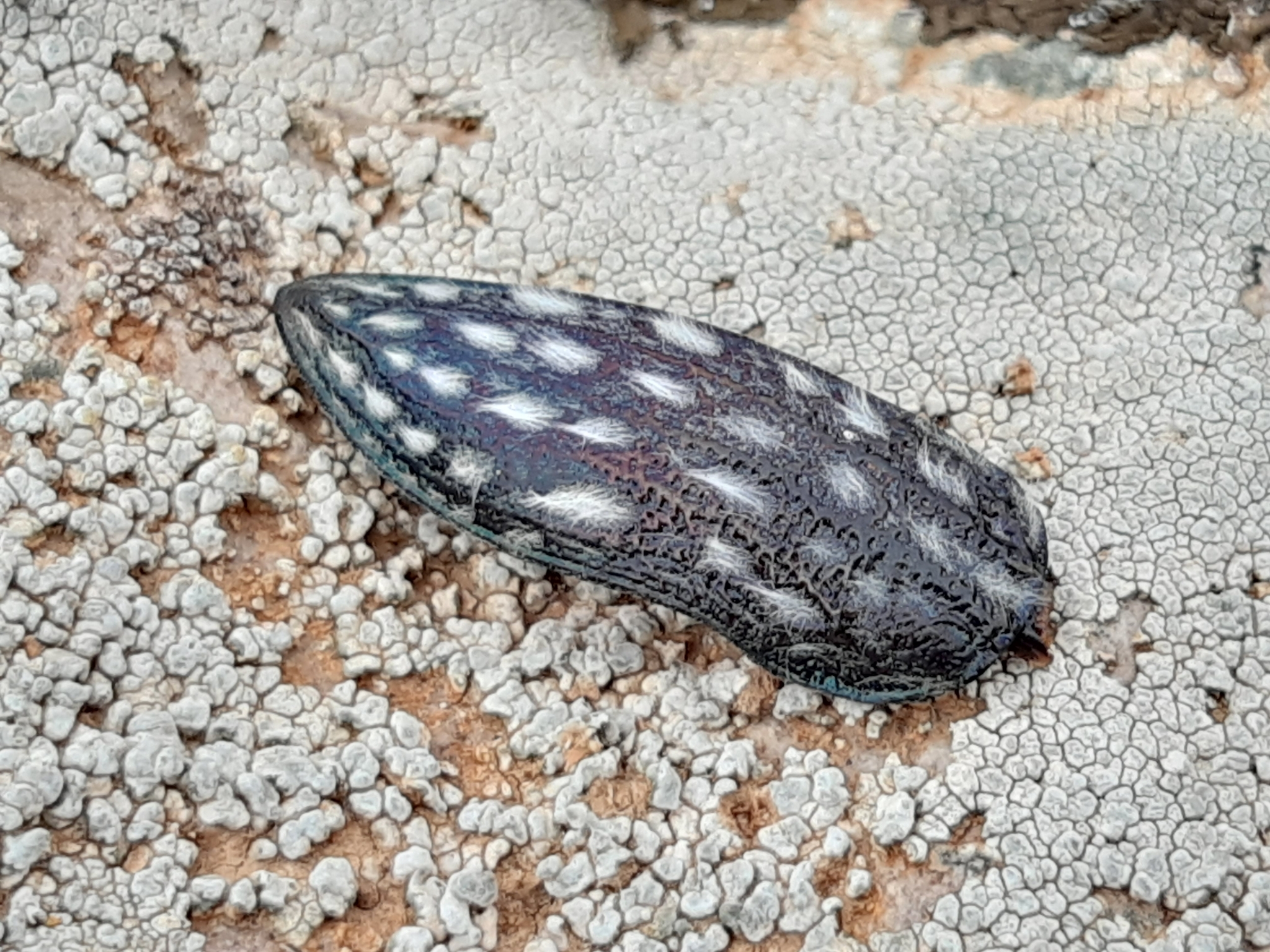 Julodis onopordi (Fabricius, 1787)