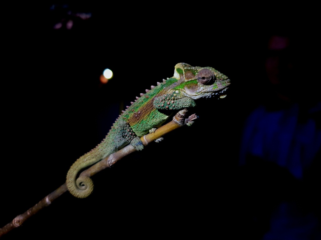 Natal Midland Dwarf Chamaeleon in September 2019 by Richard McKibbin ...