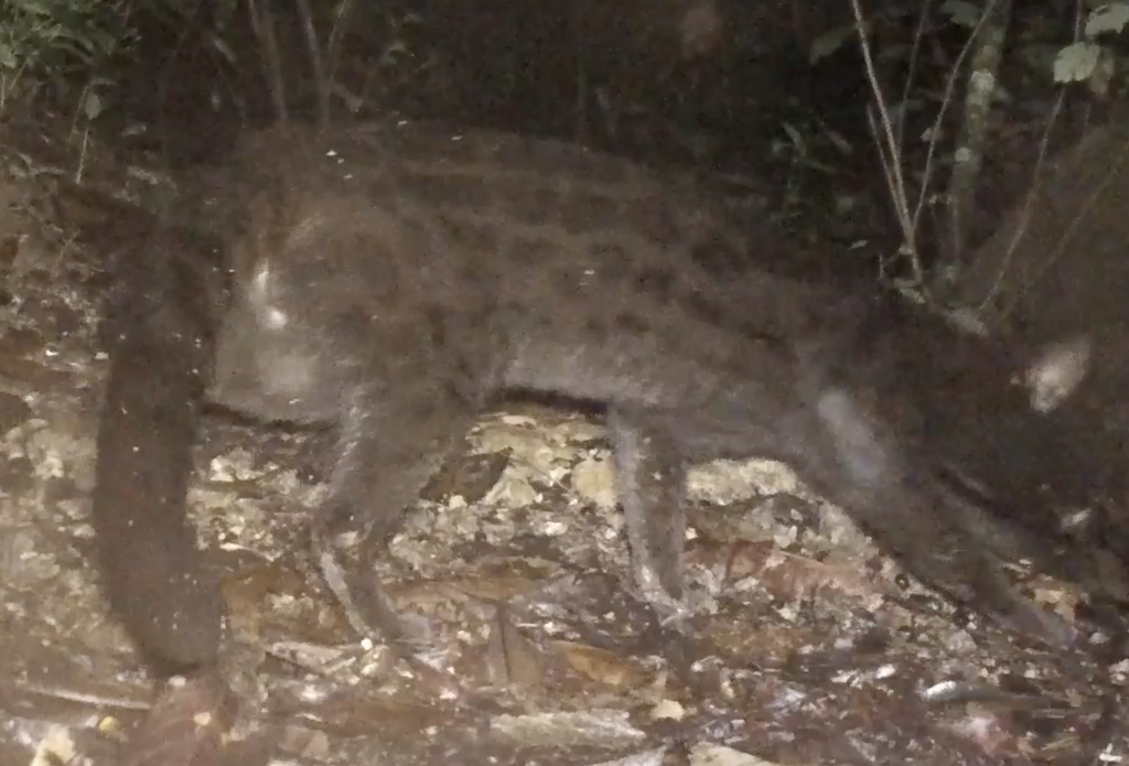 Rusty-spotted Genet (Genetta maculata) - Know Your Mammals