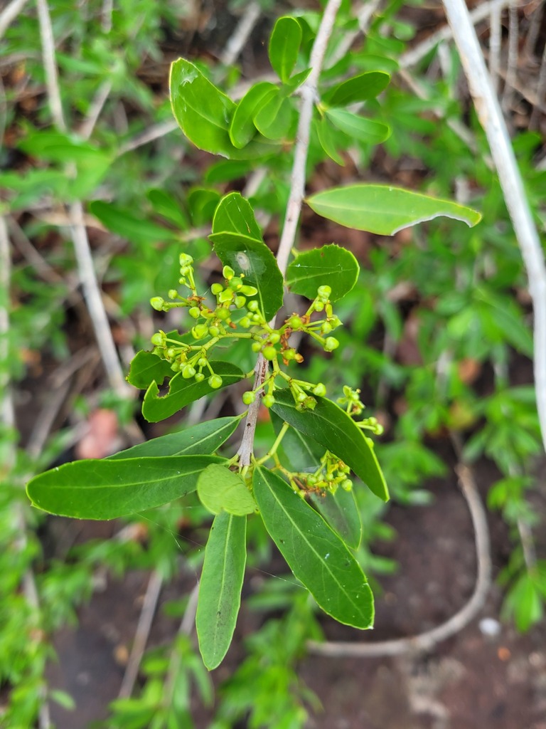 anthill saffron (Elaeodendron transvaalense) - Botanical Realm