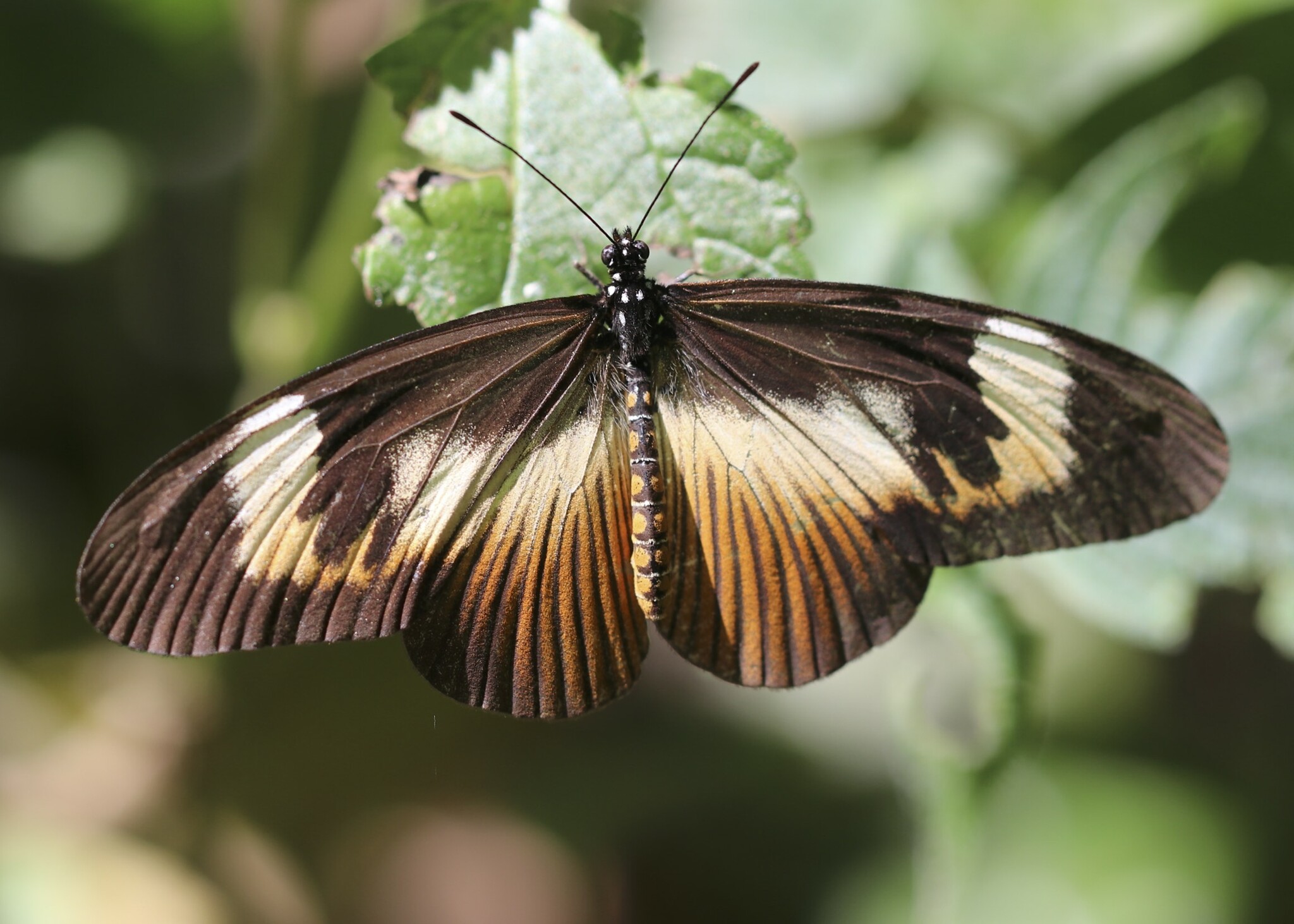 Acraea jodutta Fabricius, 1793