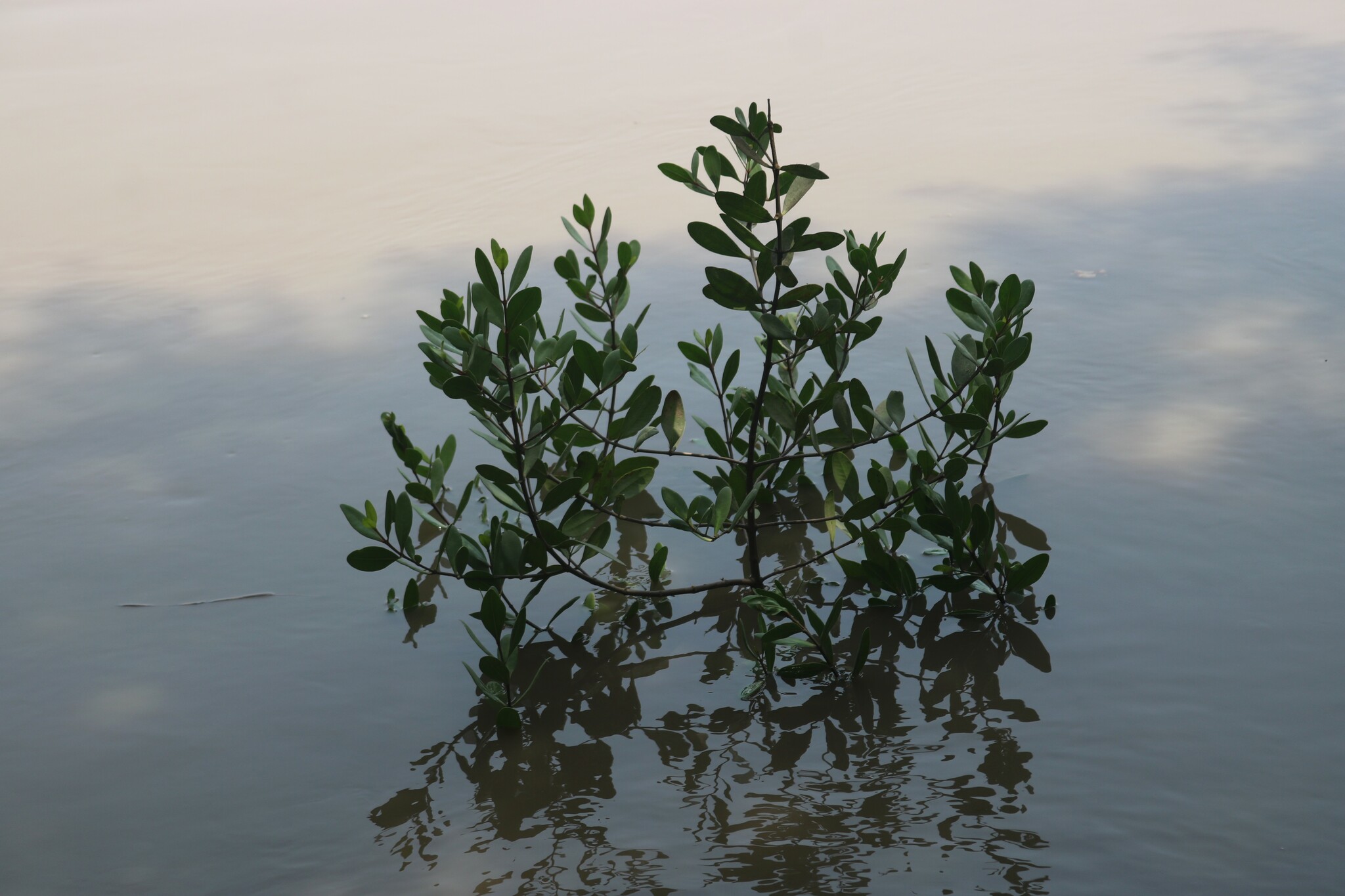 Avicennia officinalis L.