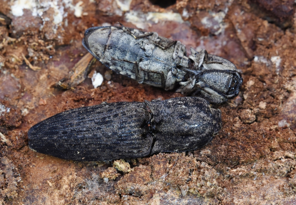 Cryptalaus from Nanchang, CN-JX, CN on February 16, 2023 at 07:55 PM by ...