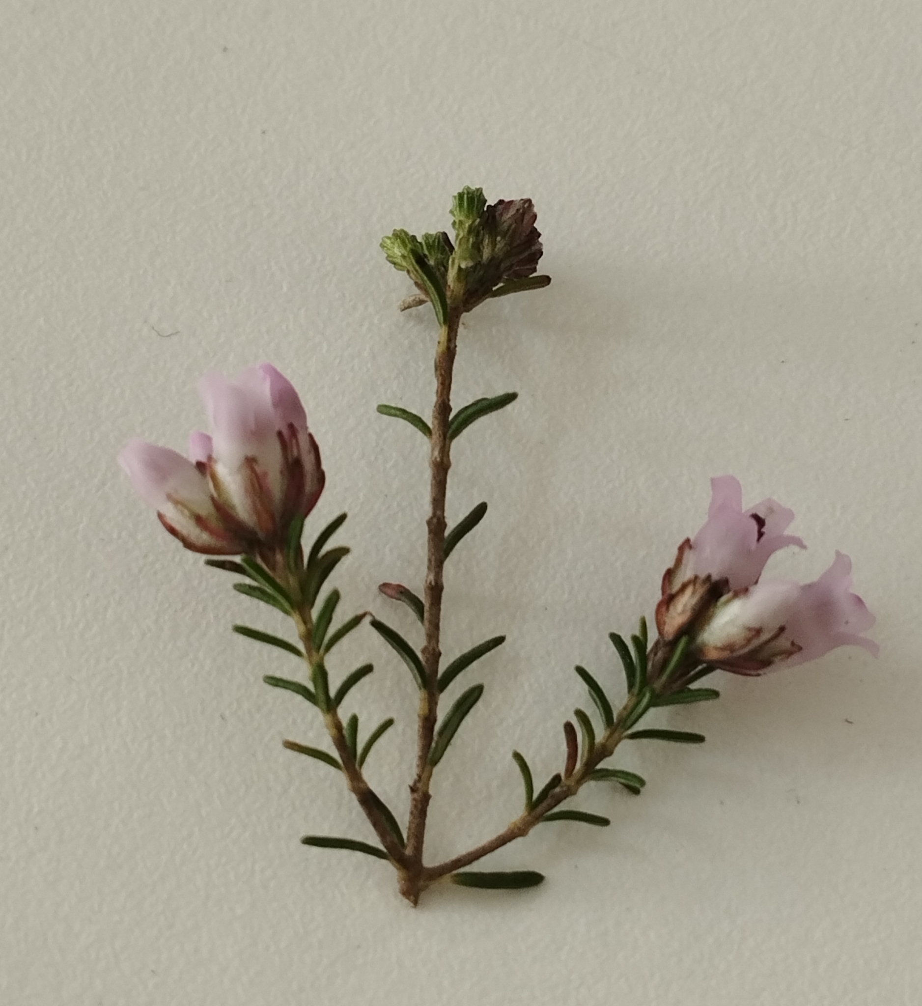 Erica australis L.