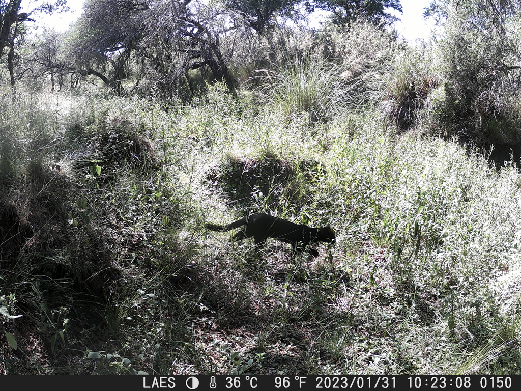 Geoffroy's Cat from CT2, La Esmeralda, Las Garzas, Depto La Paz, Entre ...
