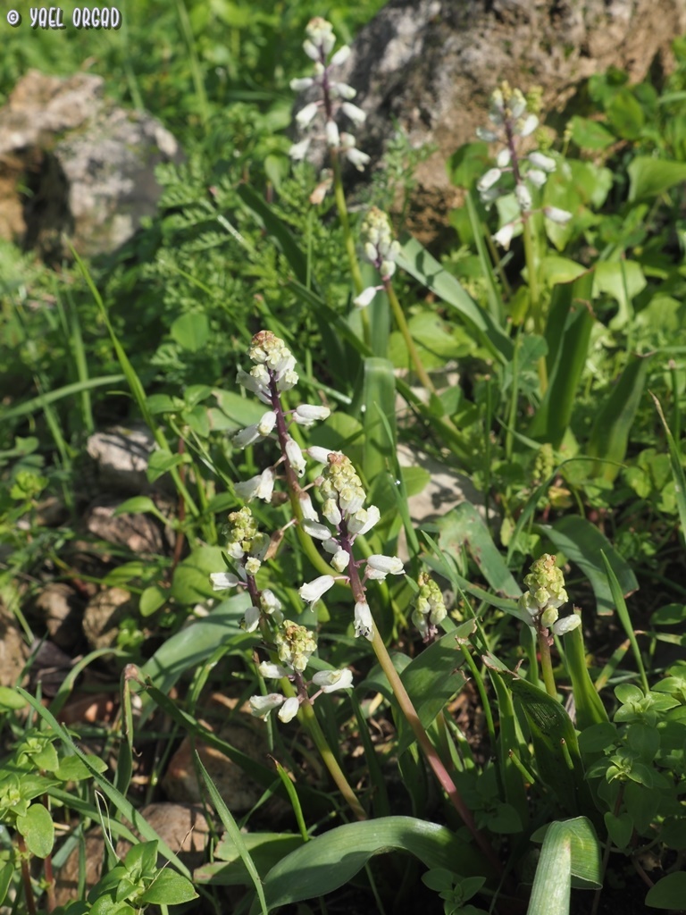 Bellevalia flexuosa Boiss.