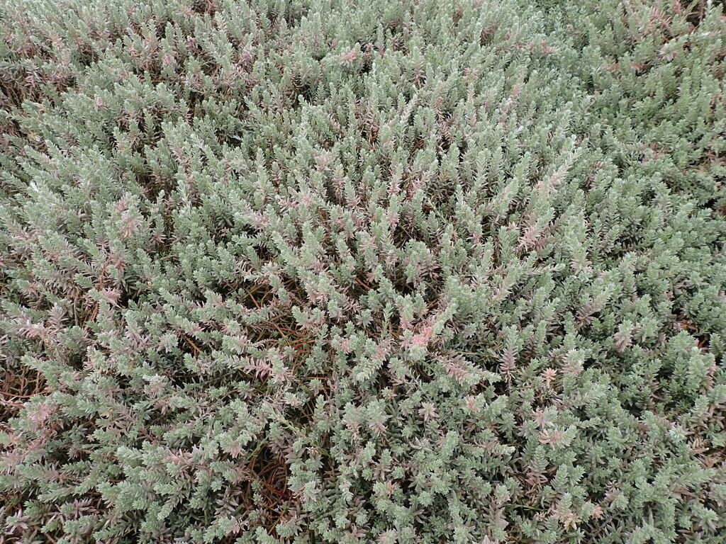 Beach Soutbos from Bird Island, South Africa on January 12, 2023 at 02: ...