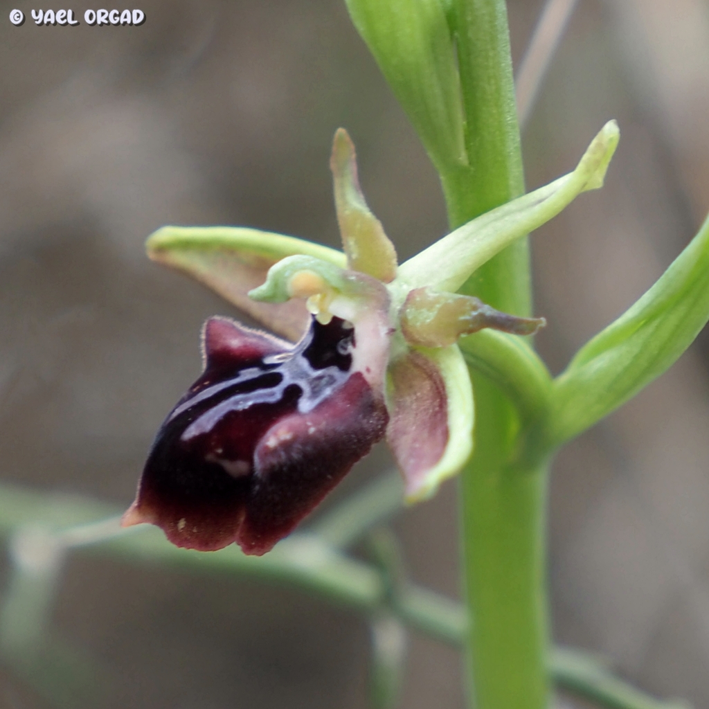 Ophrys sphegodes Mill.