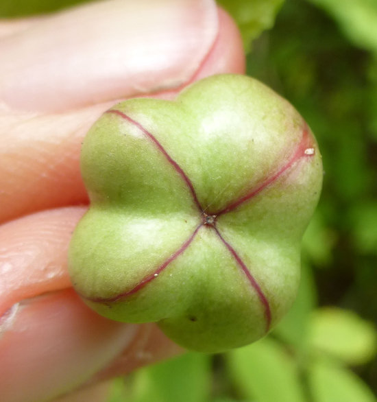western burning bush (Euonymus occidentalis) - Botanical Realm