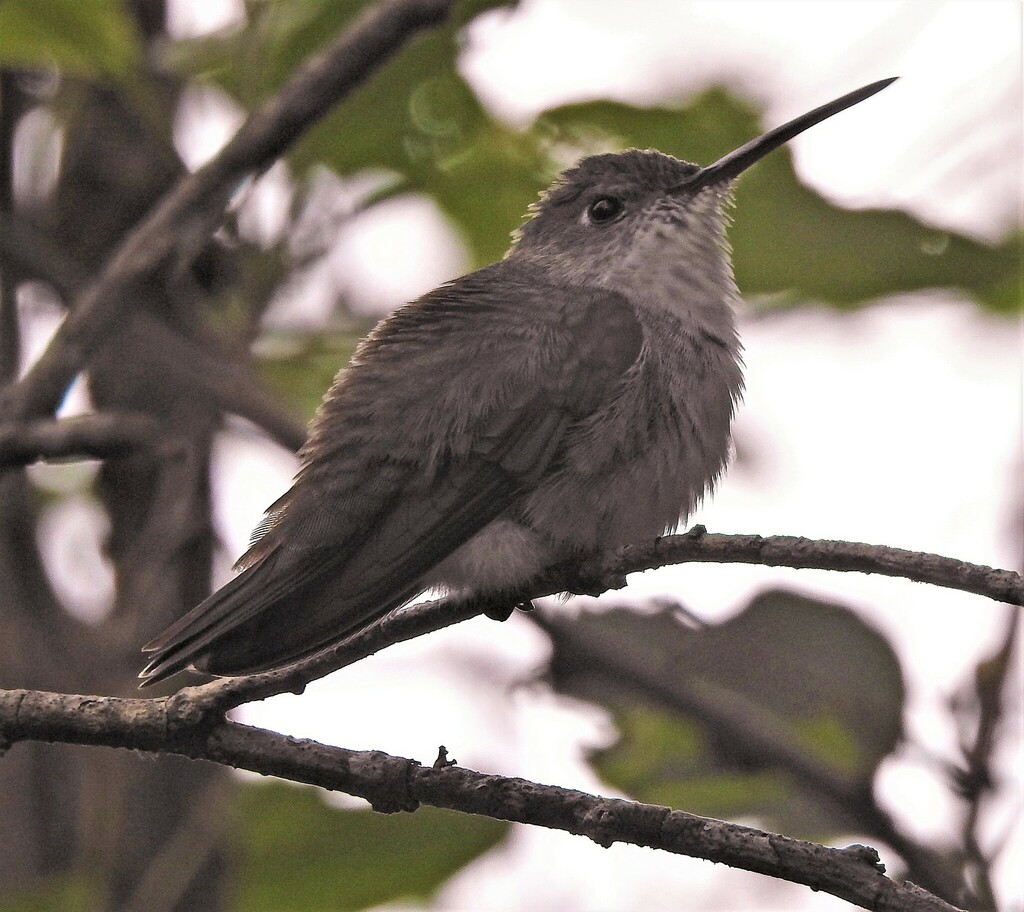 White-bellied Hummingbird from Santa Victoria, Salta, Argentina on ...