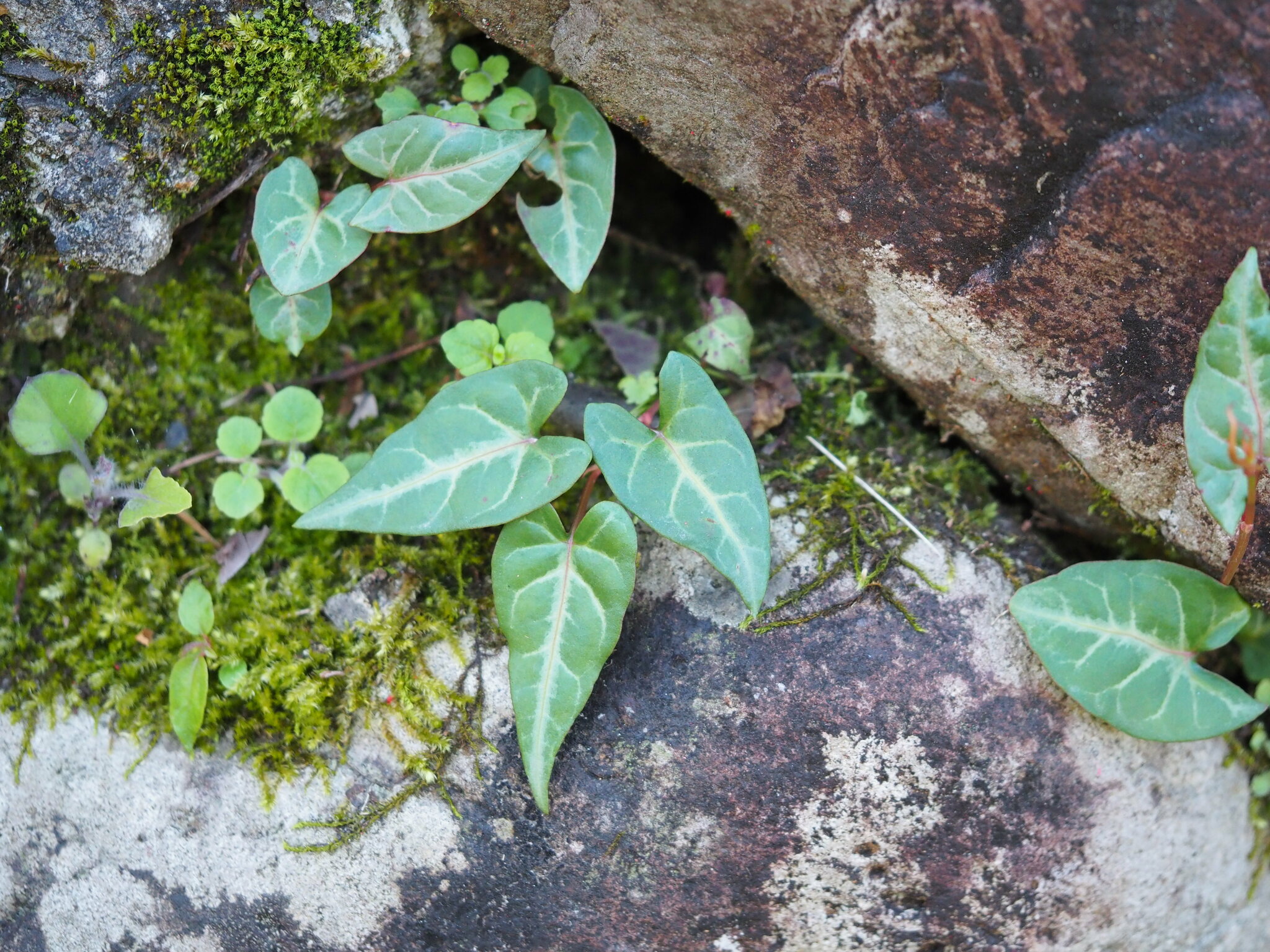 Fallopia multiflora (Thunb.) Haraldson