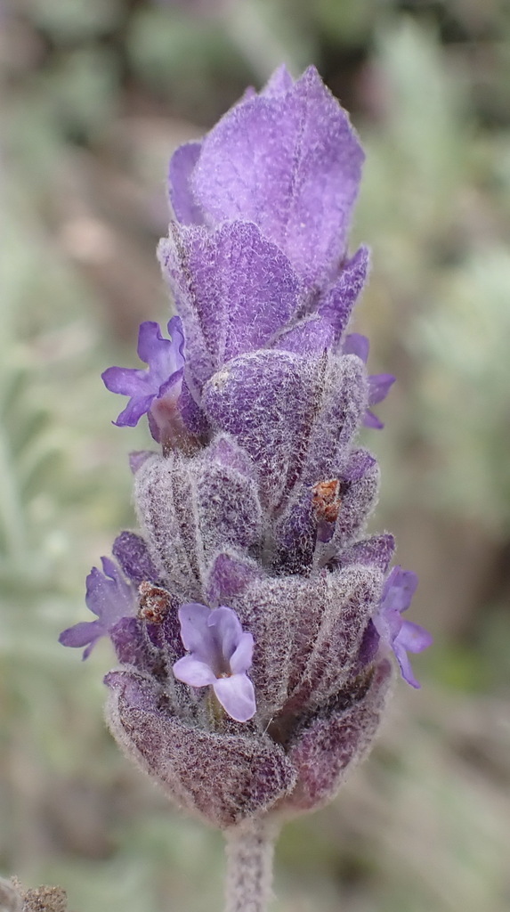 Lavenders from Peter's Place, Brenton-on-Sea, 6570, South Africa on ...