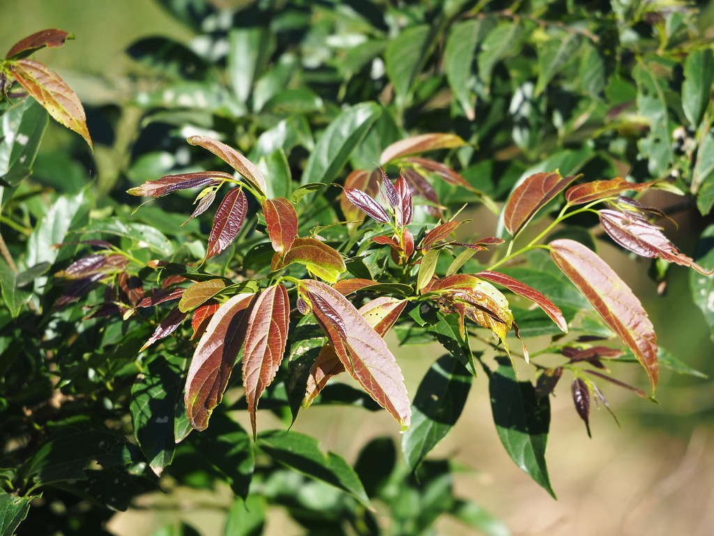 Nilgiri elm (Celtis tetrandra) - Botanical Realm