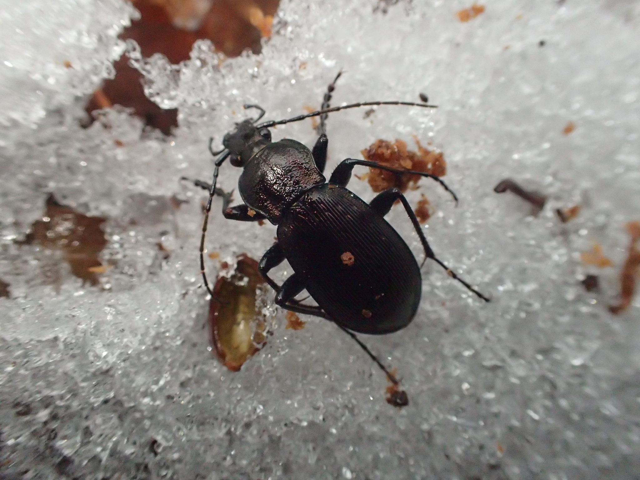 Carabus albrechti A.Morawitz, 1862