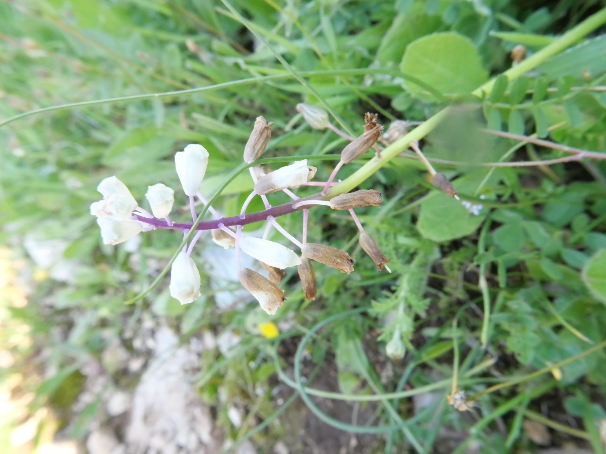 Bellevalia flexuosa Boiss.