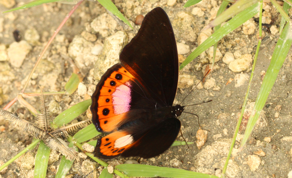 Hypolimnas deois from Keerom Regency, Papua, Indonesia on July 27, 2015 ...