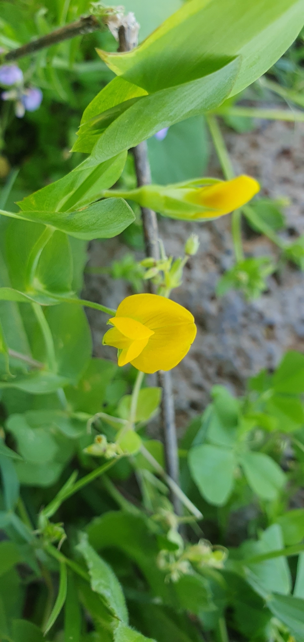 Lathyrus aphaca L.