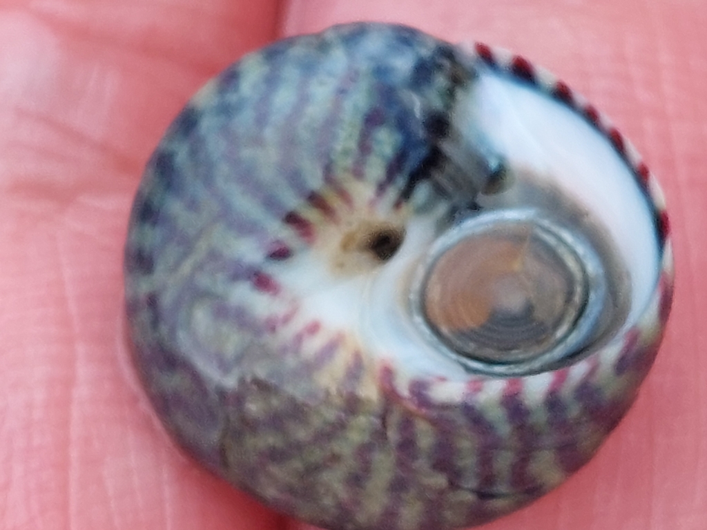 Purple Topshell from United Kingdom on February 16, 2023 at 12:22 PM by ...