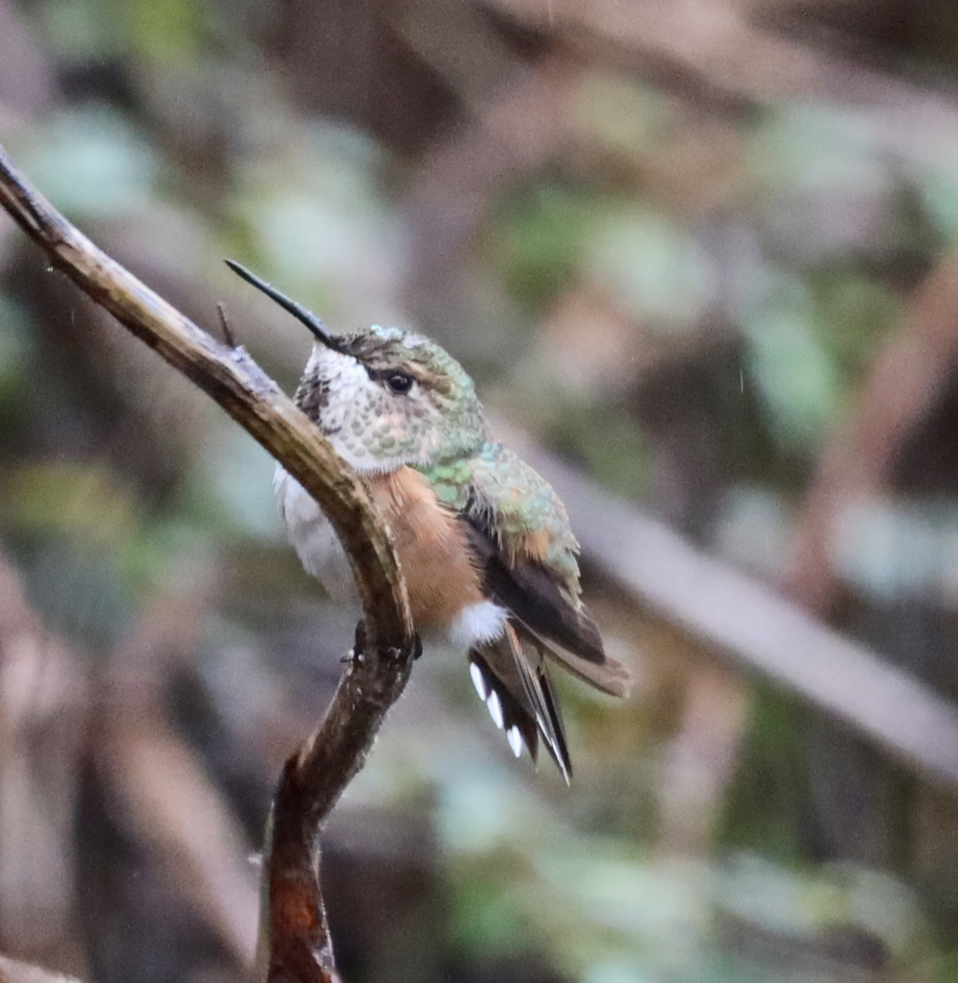 Selasphorus rufus (J.F.Gmelin, 1788)