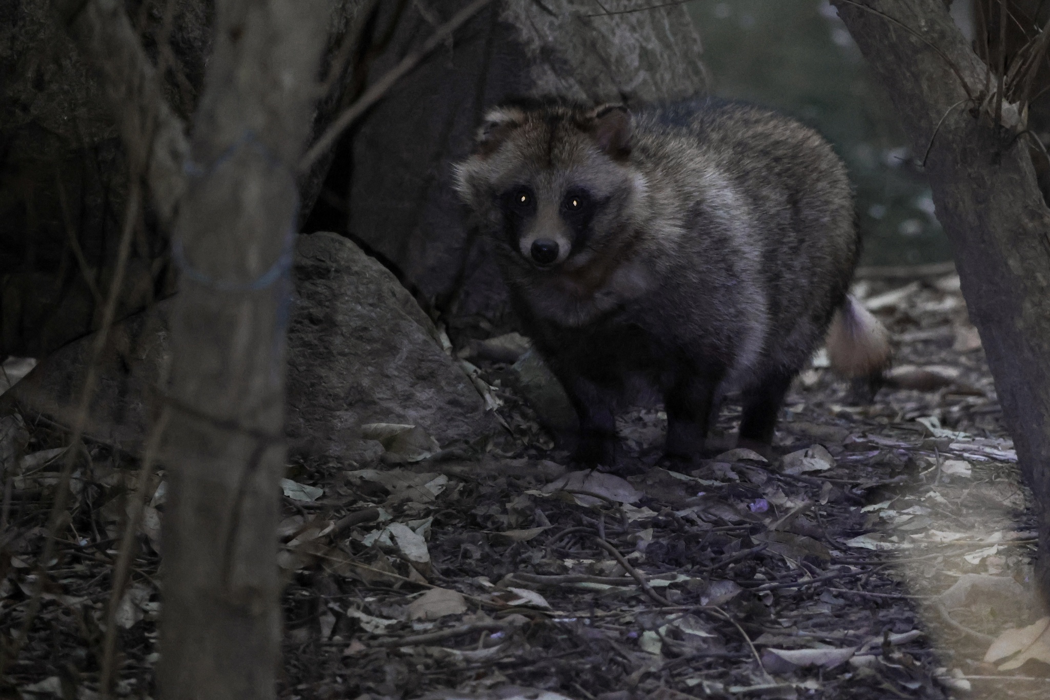 Nyctereutes procyonoides (Gray, 1834)