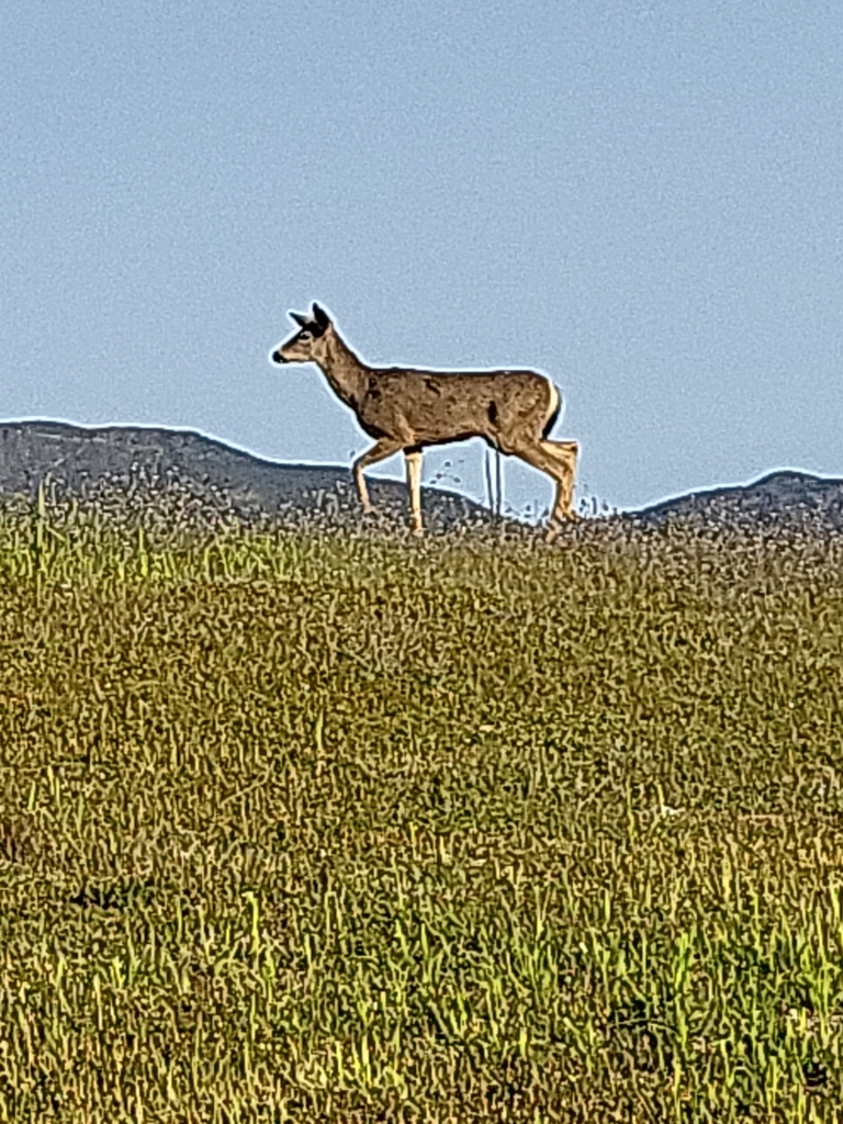 Mule Deer from Ojai on February 16, 2023 at 08:15 AM by Griffin Fox ...