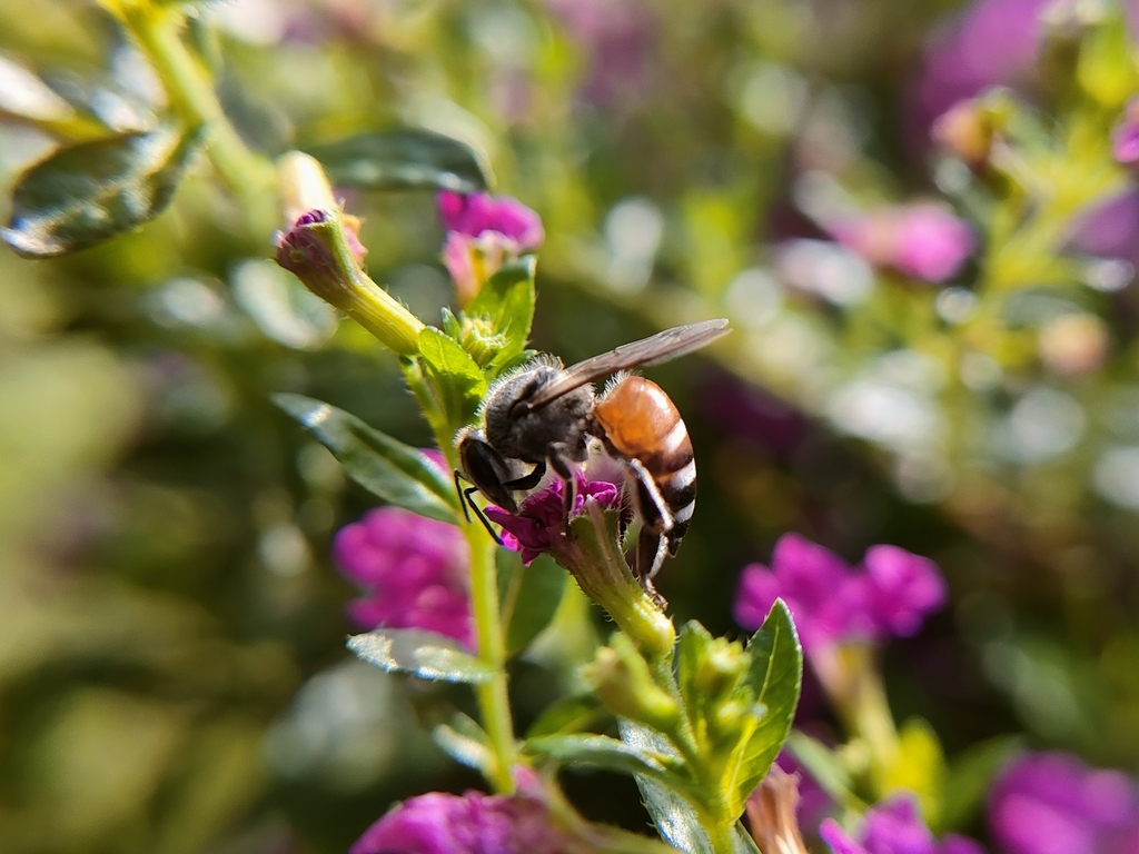 Red Dwarf Honey Bee from Sengkang, Singapore on February 1, 2023 at 04: ...