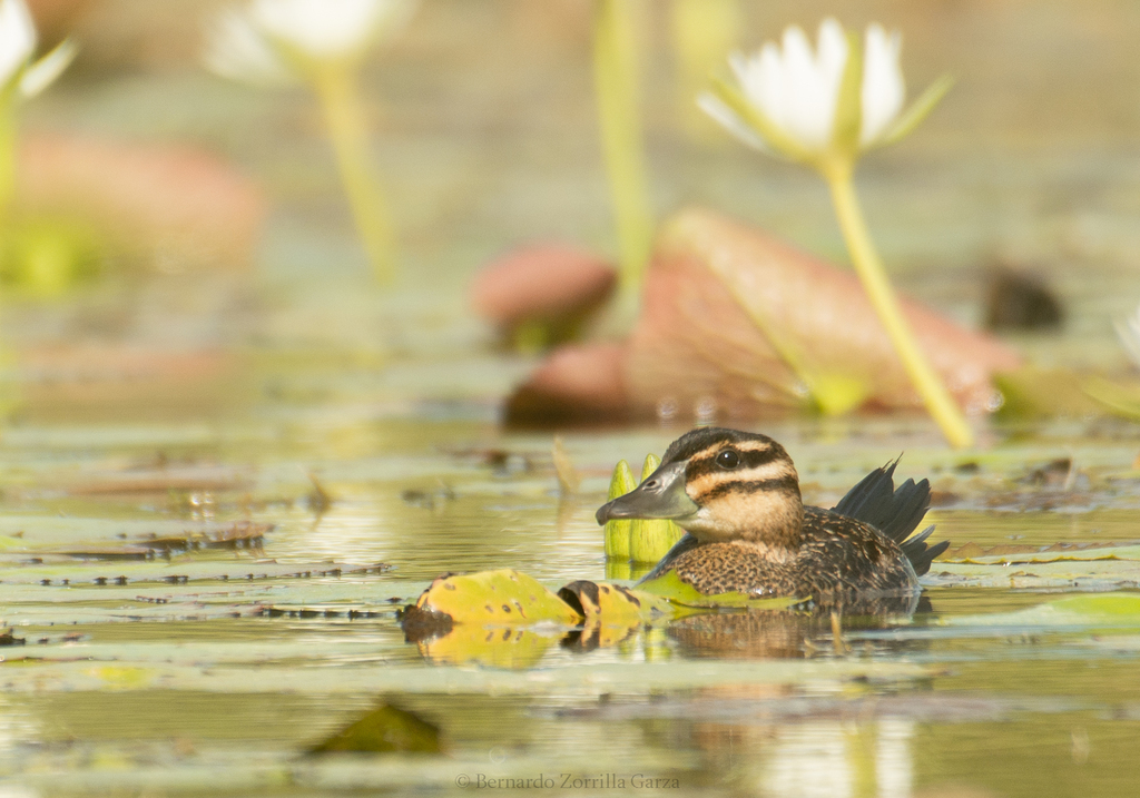 Masked Duck from Tizimín, 97707 Yuc., México on February 15, 2023 at 10 ...