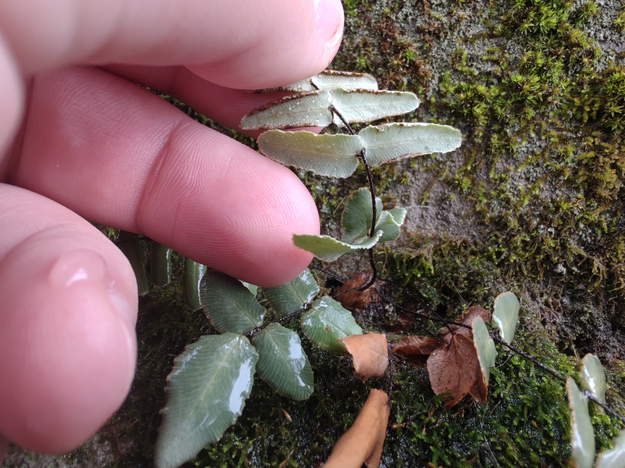 Pellaea atropurpurea (L.) Link
