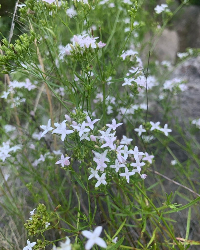 diamond-flowers from Palo Pinto, TX, US on June 11, 2022 at 11:07 PM by ...
