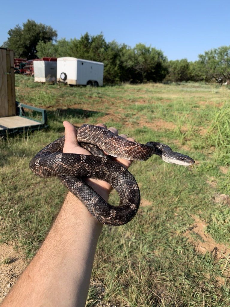 Western Ratsnake from Worth Ranch Rd, Palo Pinto, TX, US on July 1 ...