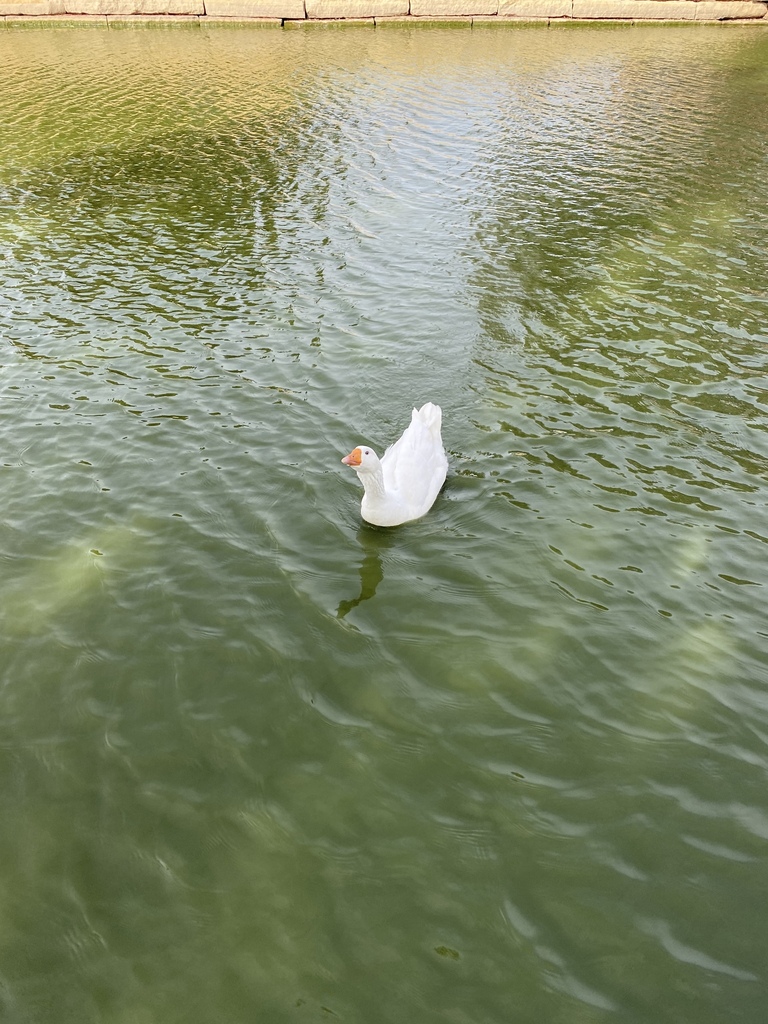 Grey Geese from Hardin Simmons University on February 16, 2023 at 10:30 ...