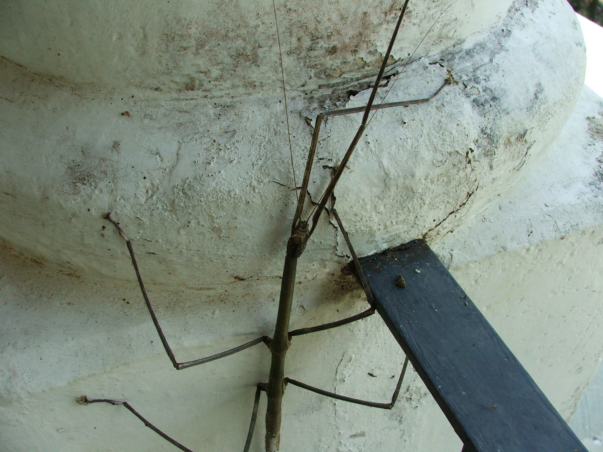 Phanocles burkartii (Saussure, 1868)