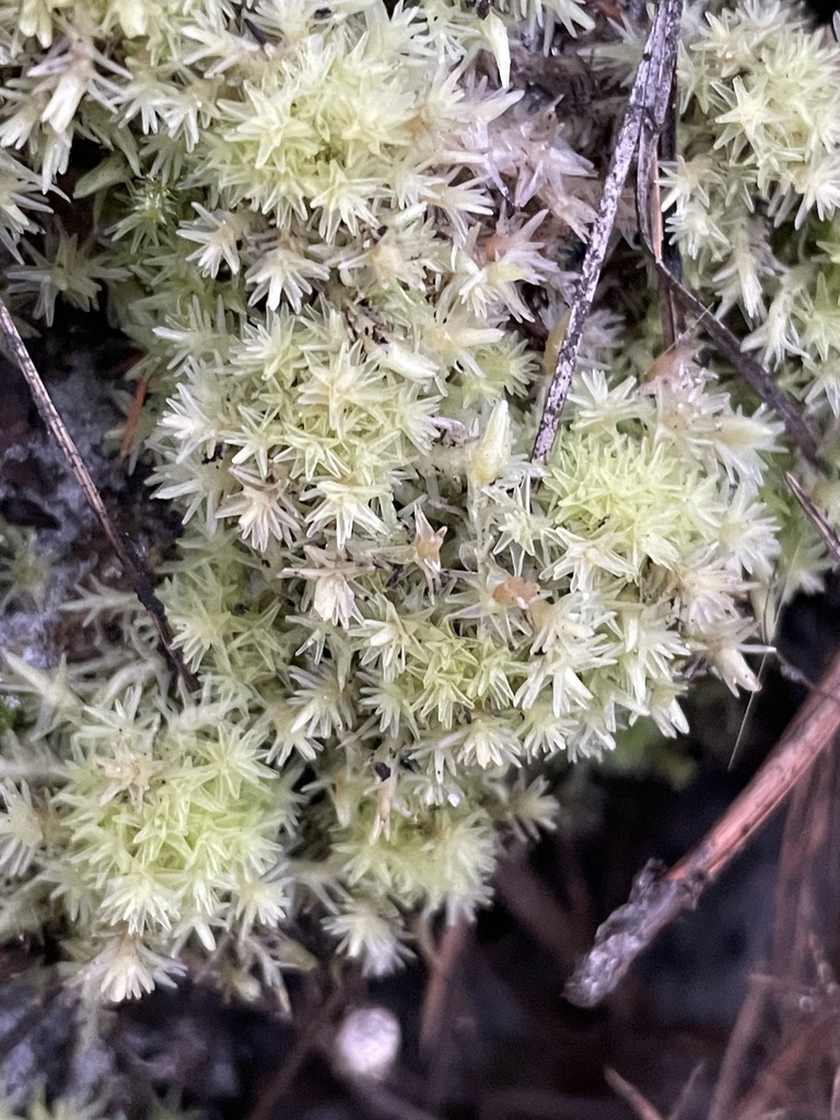 Pale Bog-moss from Bunnell, FL, US on December 28, 2022 at 05:34 PM by ...