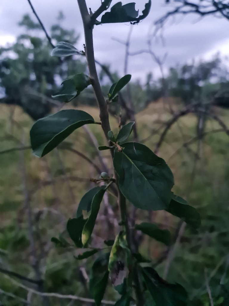 Puzzle Bush from Carletonville, 2499, South Africa on February 16, 2023 ...