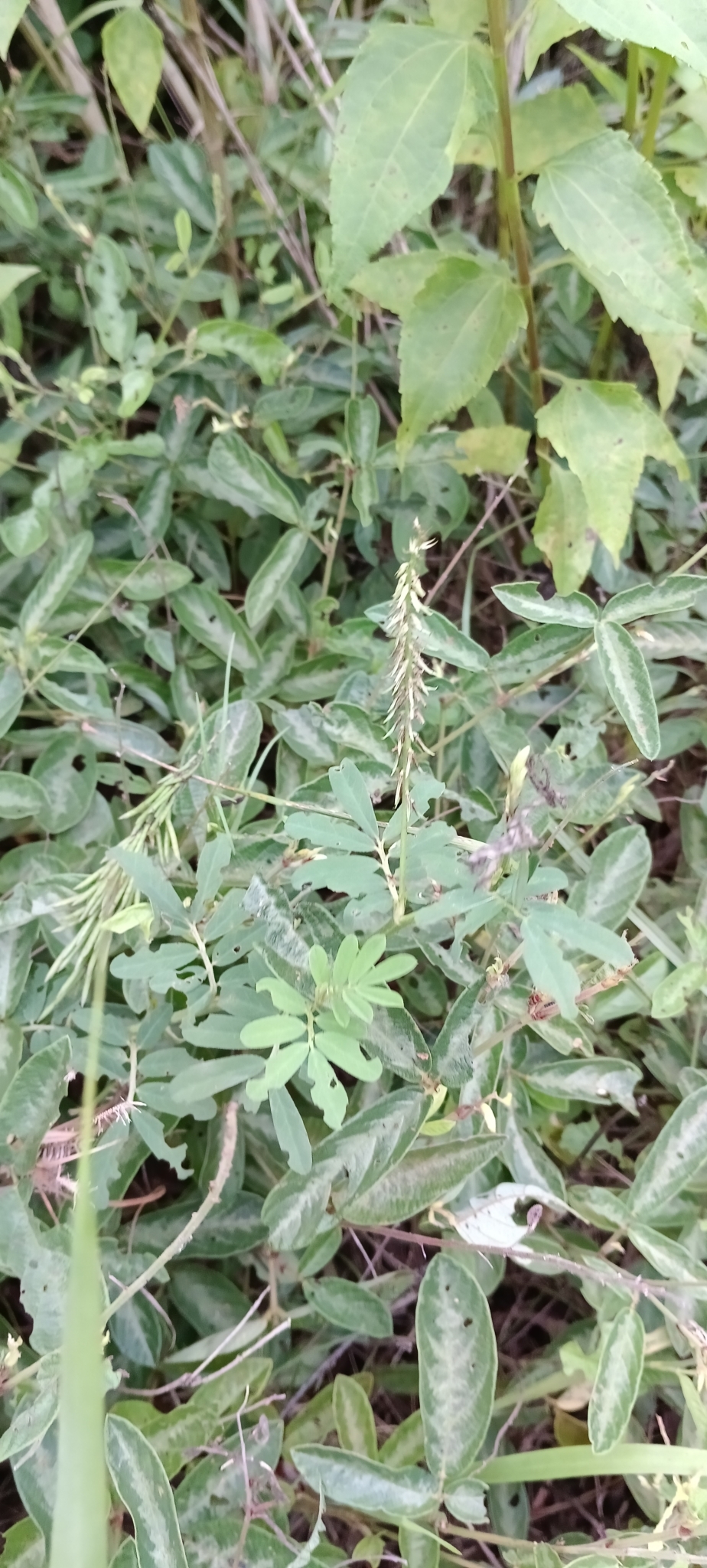 Desmodium incanum (Sw.) DC.