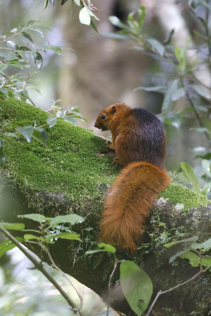 Black-and-red Bush Squirrel from Mafinga, Zambia on 09 February, 2023 ...