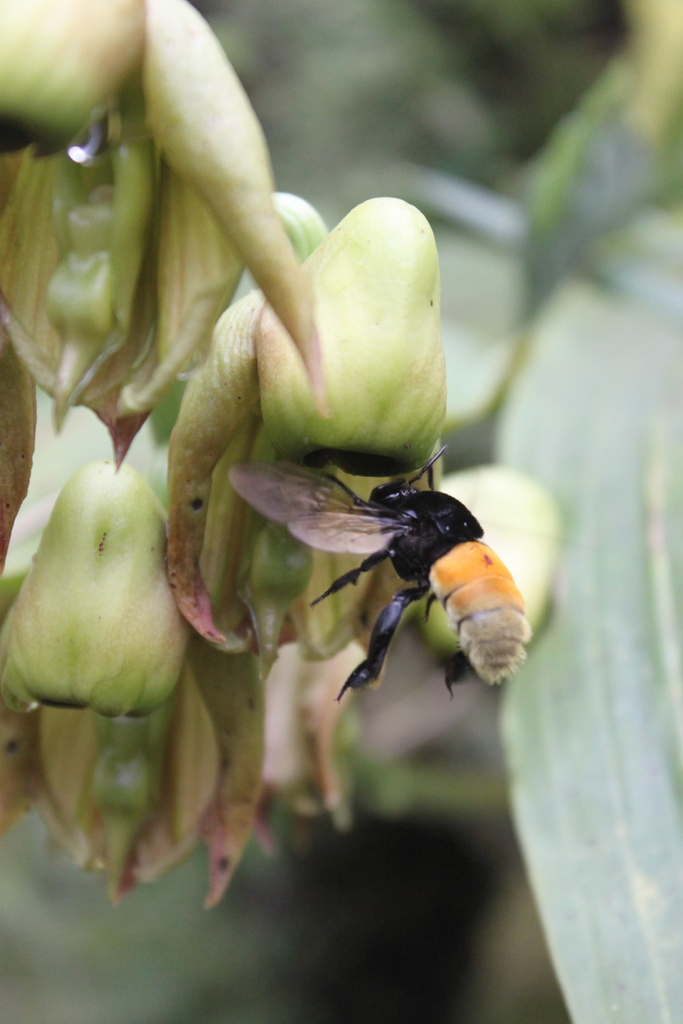 Eulaema polychroma from Coatepec, Ver., México on December 16, 2022 at ...