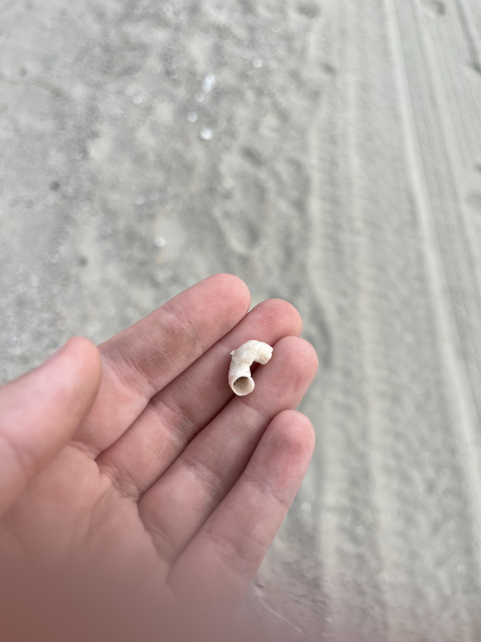 Vermicularia knorrii (Deshayes, 1843)