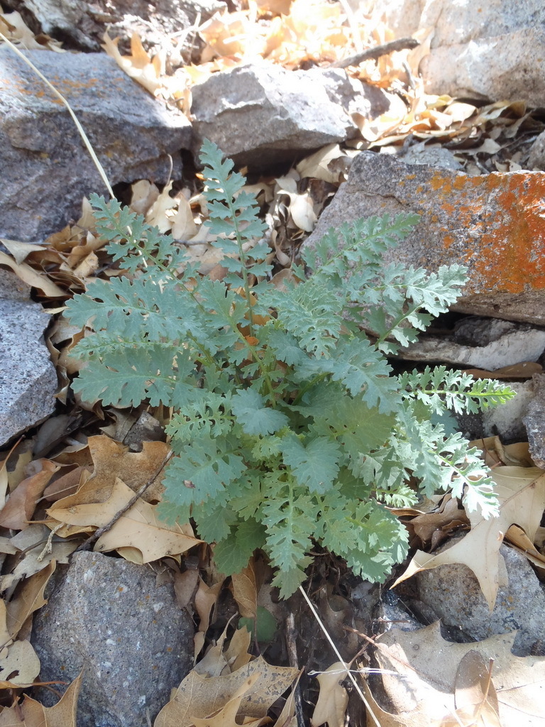Spiny Goldenweed from BigBend National Park, Brewster County, TX, USA ...