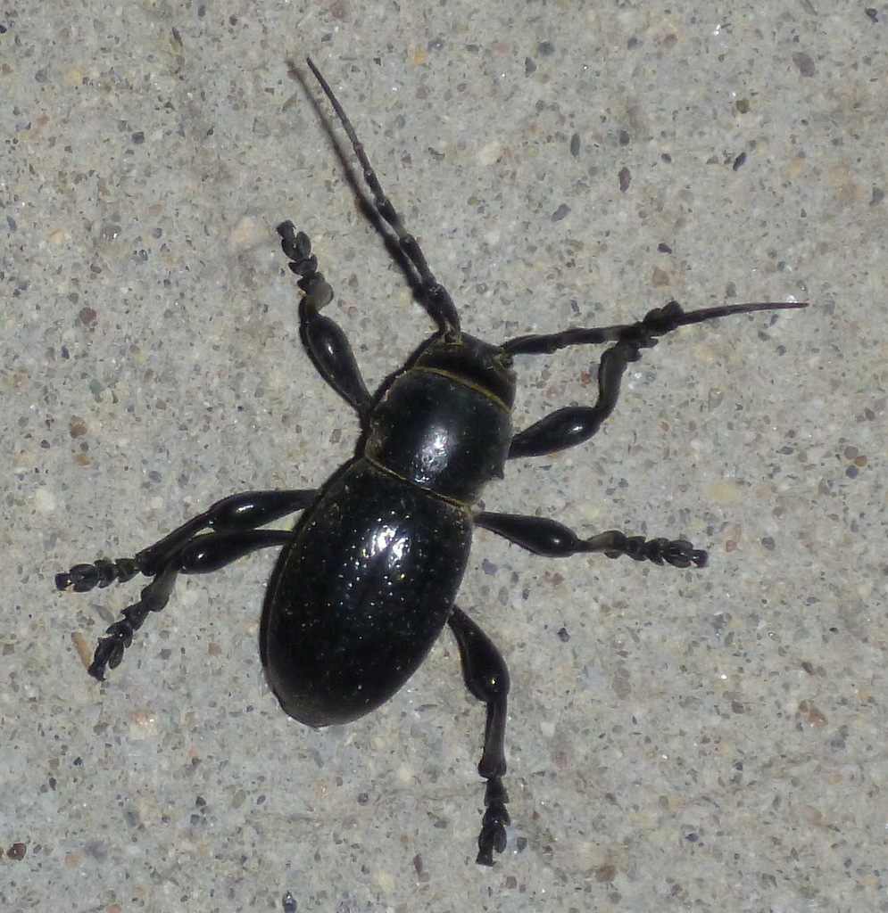 Eleodes spinipes macrurus from BigBend National Park, Brewster County ...