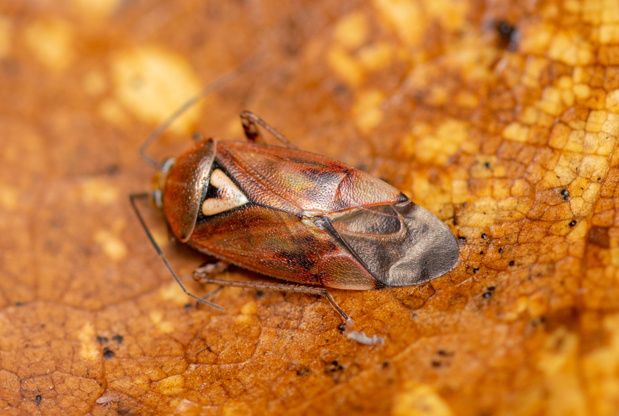 Lygus pratensis (Linnaeus, 1758)