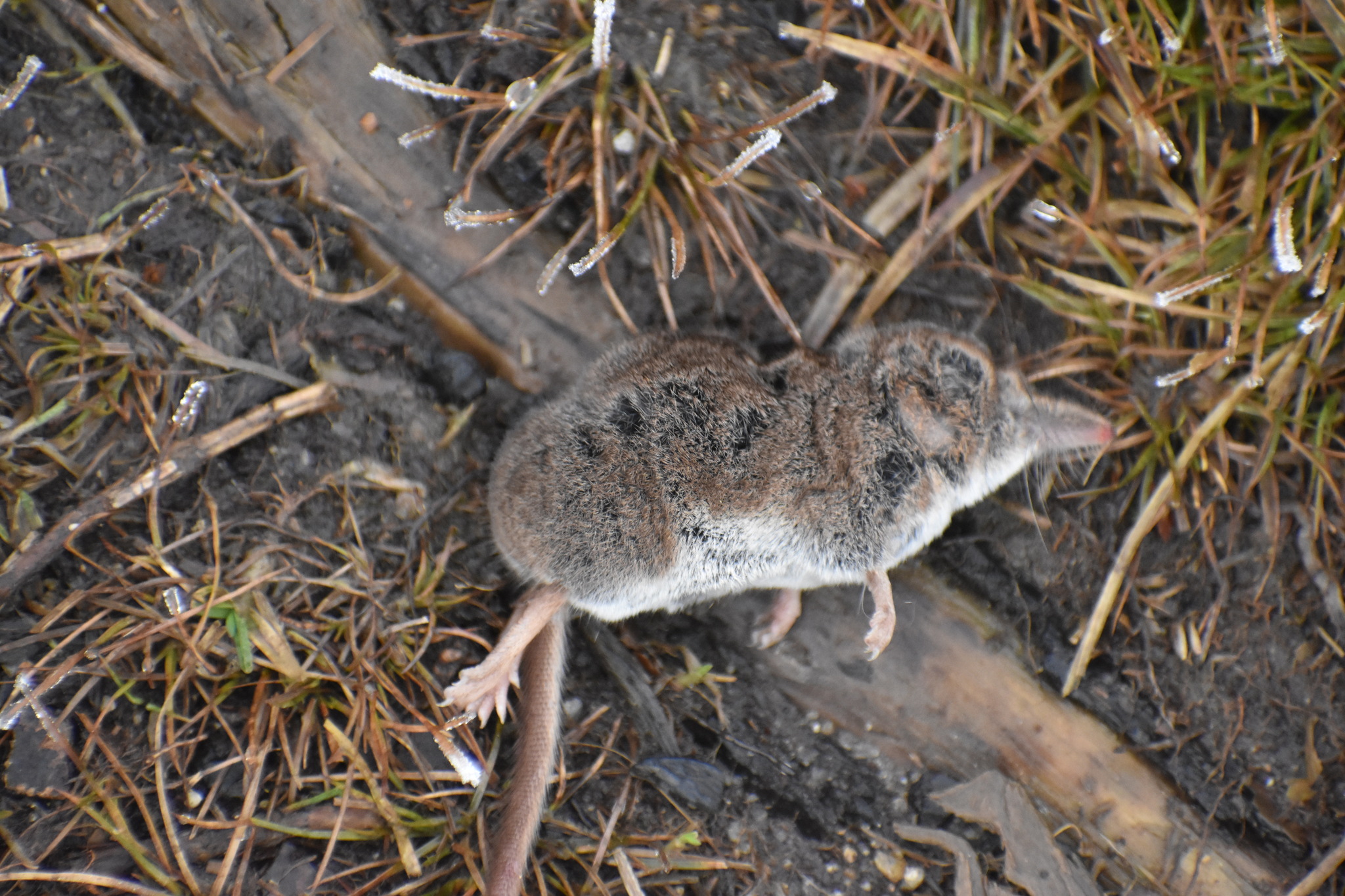 Sorex minutus Linnaeus, 1766