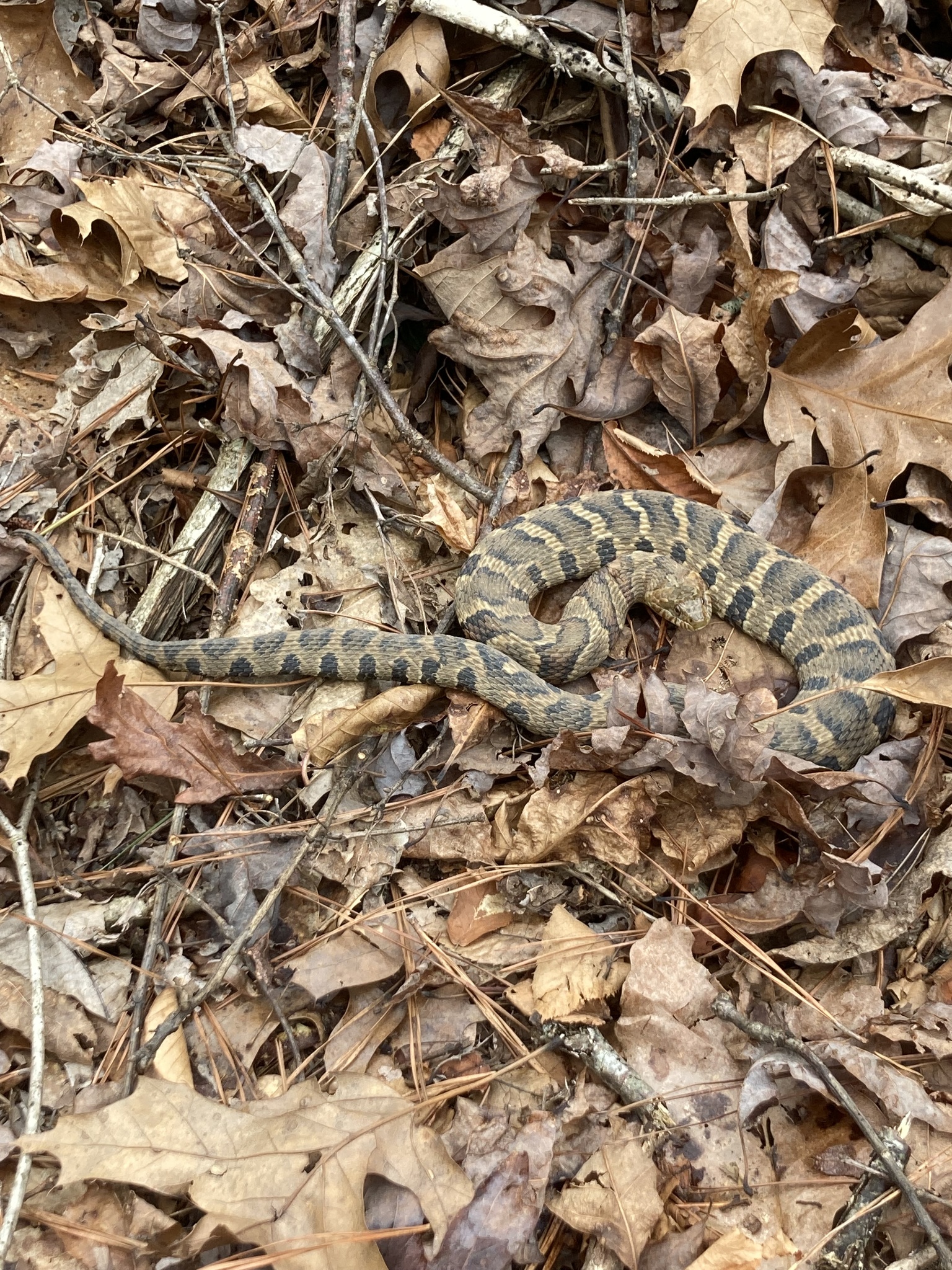 Nerodia sipedon (Linnaeus, 1758)