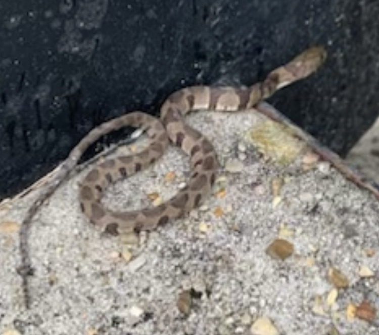Nerodia sipedon (Linnaeus, 1758)
