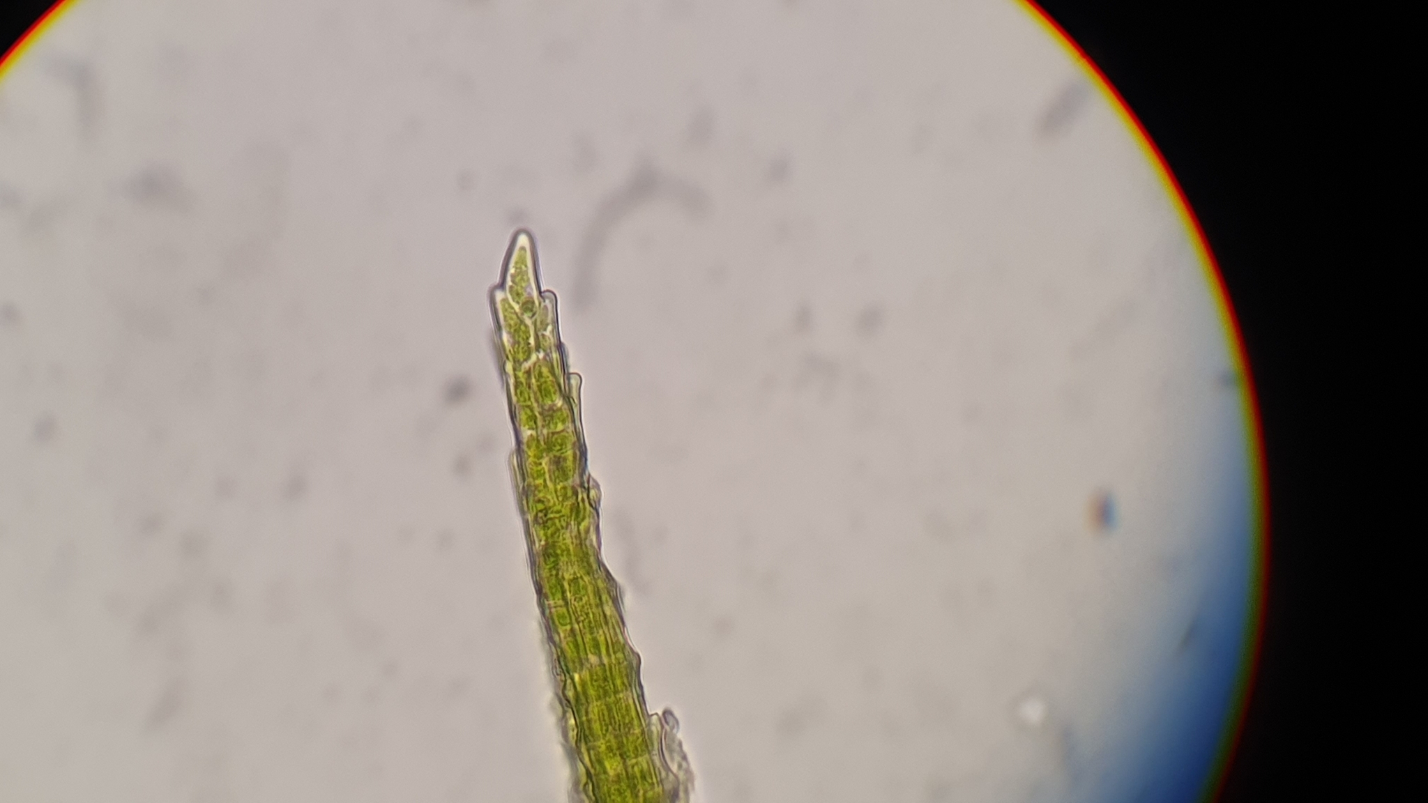 Distichium Bruch & Schimp.