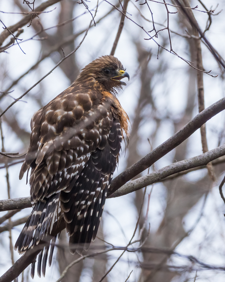 Red-shouldered Hawk from Reston, VA, USA on February 16, 2023 at 10:24 ...