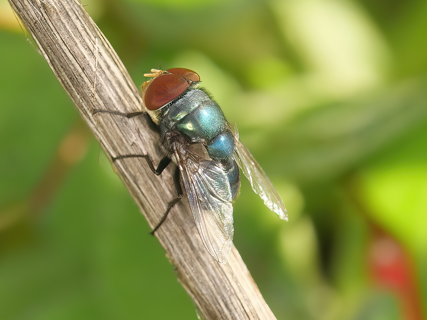 Chrysomya megacephala (Fabricius, 1794)