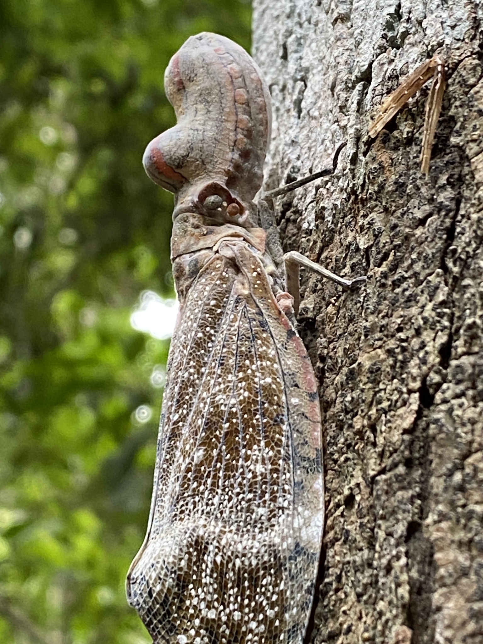 Fulgora laternaria (Linnaeus, 1758)