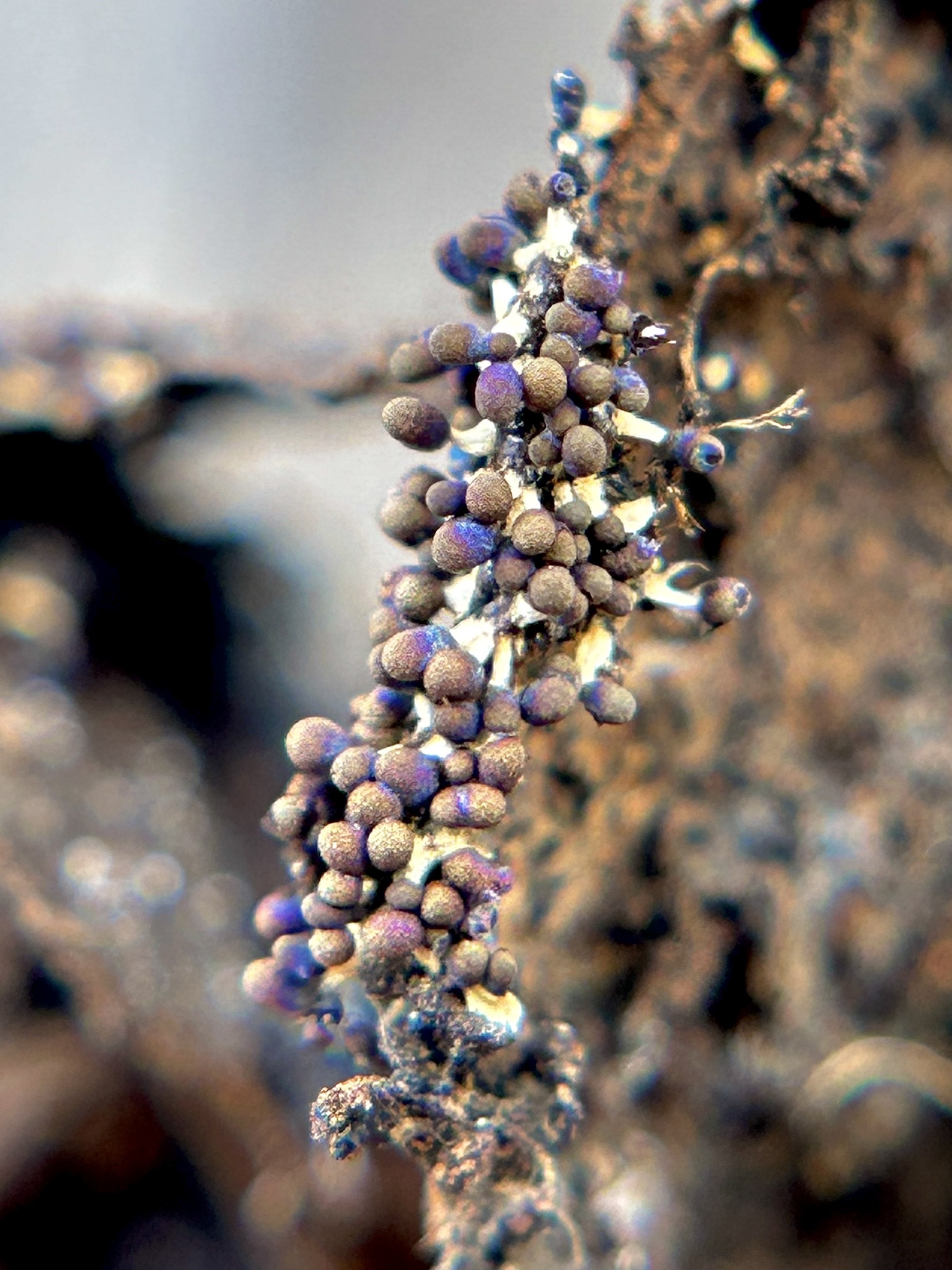 Diachea leucopodia (Bull.) Rostaf., 1874